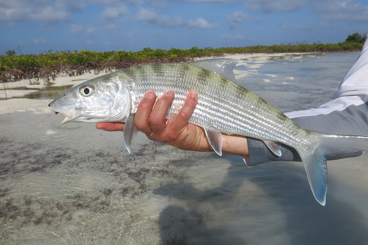 Bonefish – Old N7 Fishing